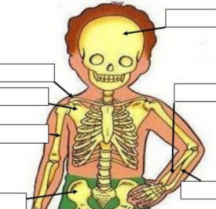 Sistema óseo Para Niños Tu Escuelita
